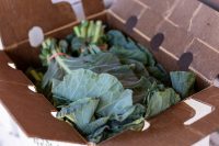 America’s Food Crisis: Declining Production and Rising Reliance on ...